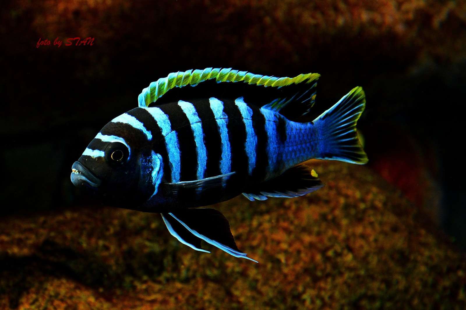 (Microchromis) Род МИКРОХРОМЫ 1 вид